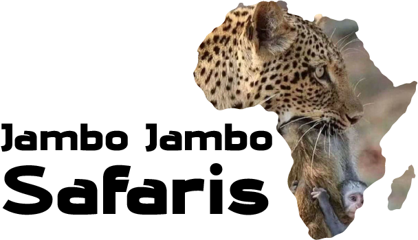 Home - Jambo Jambo Safaris